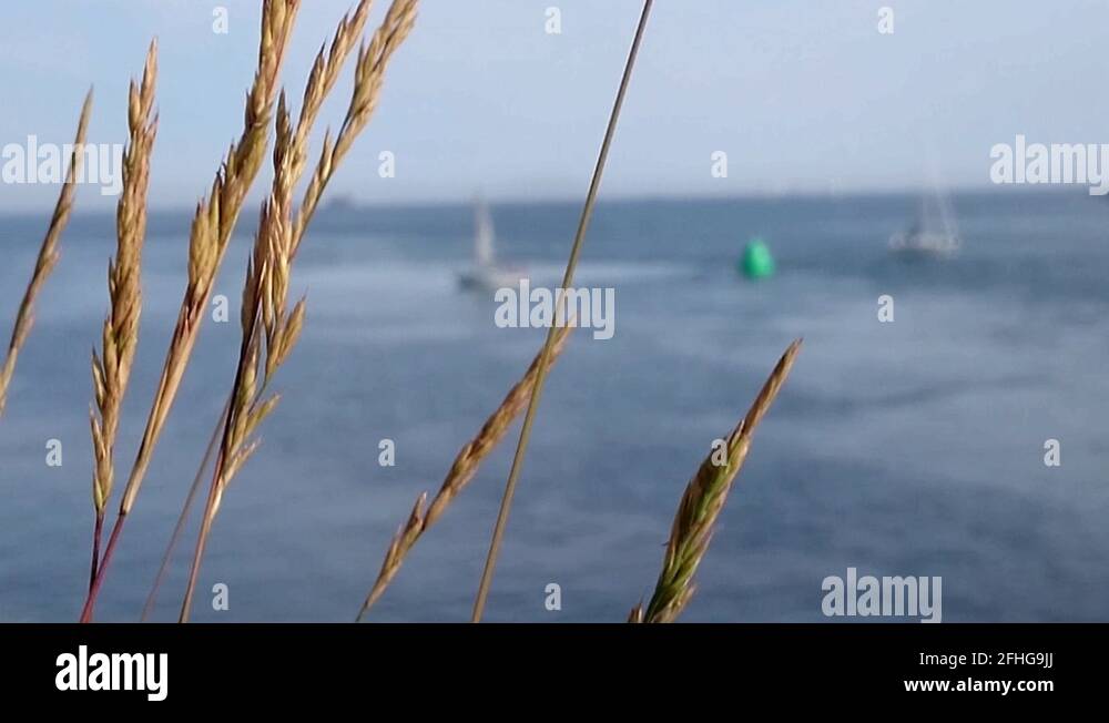 Straw wind Stock Videos & Footage - HD and 4K Video Clips - Alamy