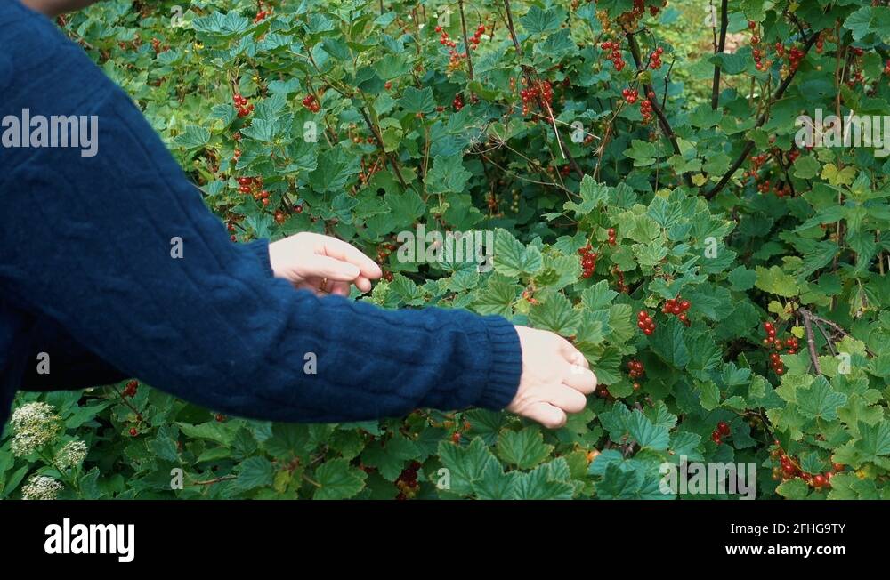 Swedish berries Stock Videos & Footage - HD and 4K Video Clips - Alamy