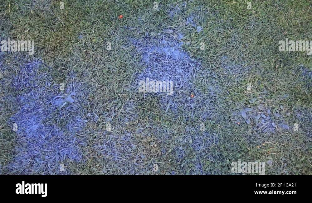 Running through the powder Stock Videos & Footage - HD and 4K Video ...