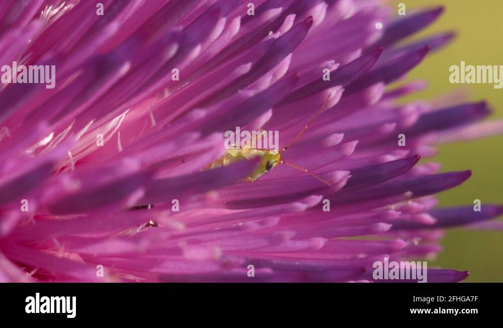 Thistle bug Stock Videos & Footage - HD and 4K Video Clips - Alamy