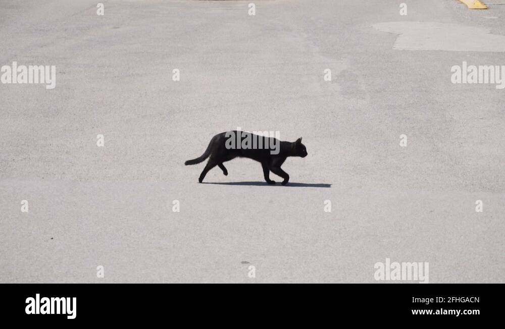 Walking his cat Stock Videos & Footage - HD and 4K Video Clips - Alamy