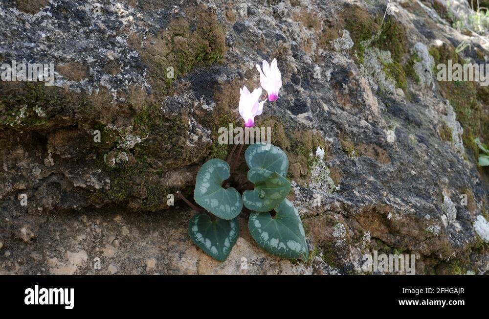 Plant native to cyprus Stock Videos & Footage - HD and 4K Video Clips ...