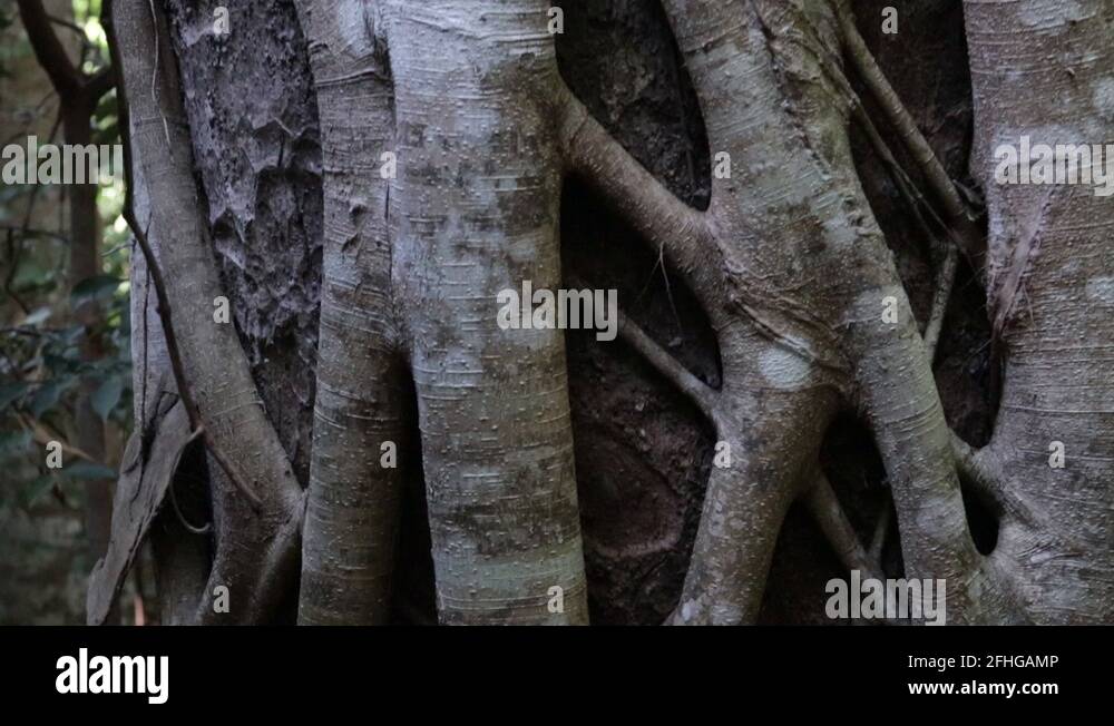 Strangling tree Stock Videos & Footage - HD and 4K Video Clips - Alamy