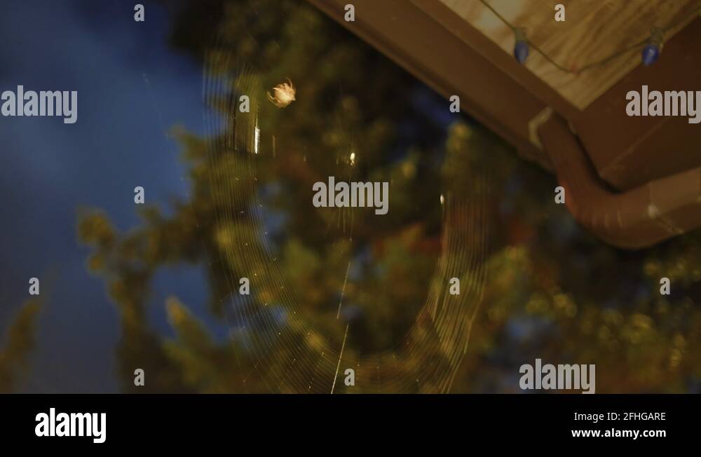 A huge spider spinning a web, as shown through time lapse. A storm is ...