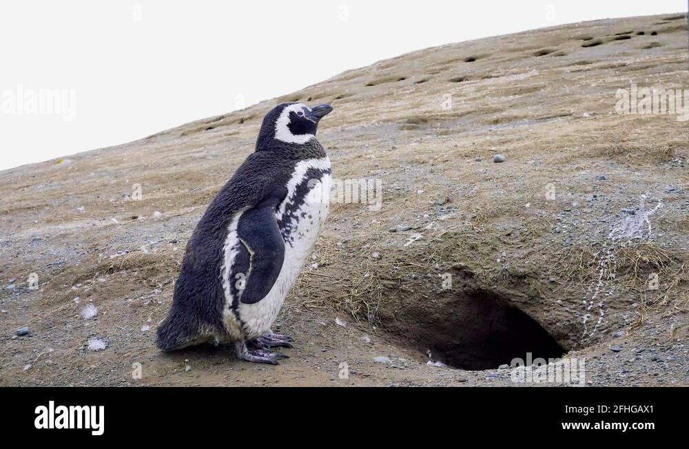Nesting cave Stock Videos & Footage - HD and 4K Video Clips - Alamy