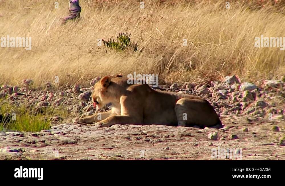 Namibian lion Stock Videos & Footage - HD and 4K Video Clips - Alamy