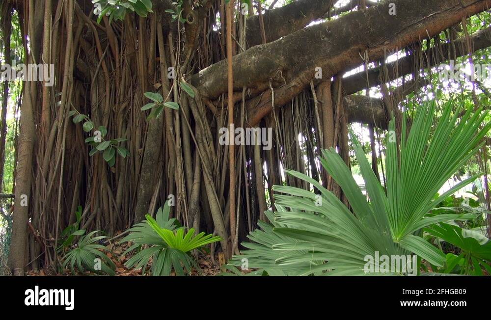 Panama rubber tree Stock Videos & Footage - HD and 4K Video Clips - Alamy