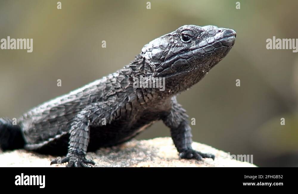 South african lizard Stock Videos & Footage - HD and 4K Video Clips - Alamy