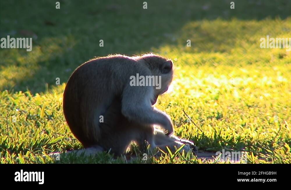 Monkey at feet Stock Videos & Footage - HD and 4K Video Clips - Alamy
