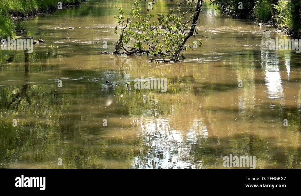 Tree seeds falling Stock Videos & Footage - HD and 4K Video Clips - Alamy