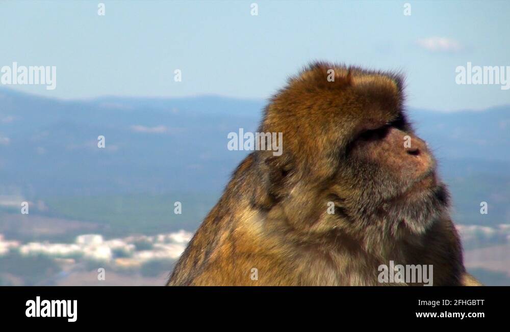 Monkey Looking Around (Head and Shoulders Only Stock Video Footage - Alamy