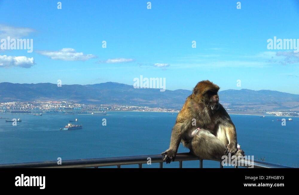 Monkey Changing Position and Grooming on Balcony Stock Video Footage ...