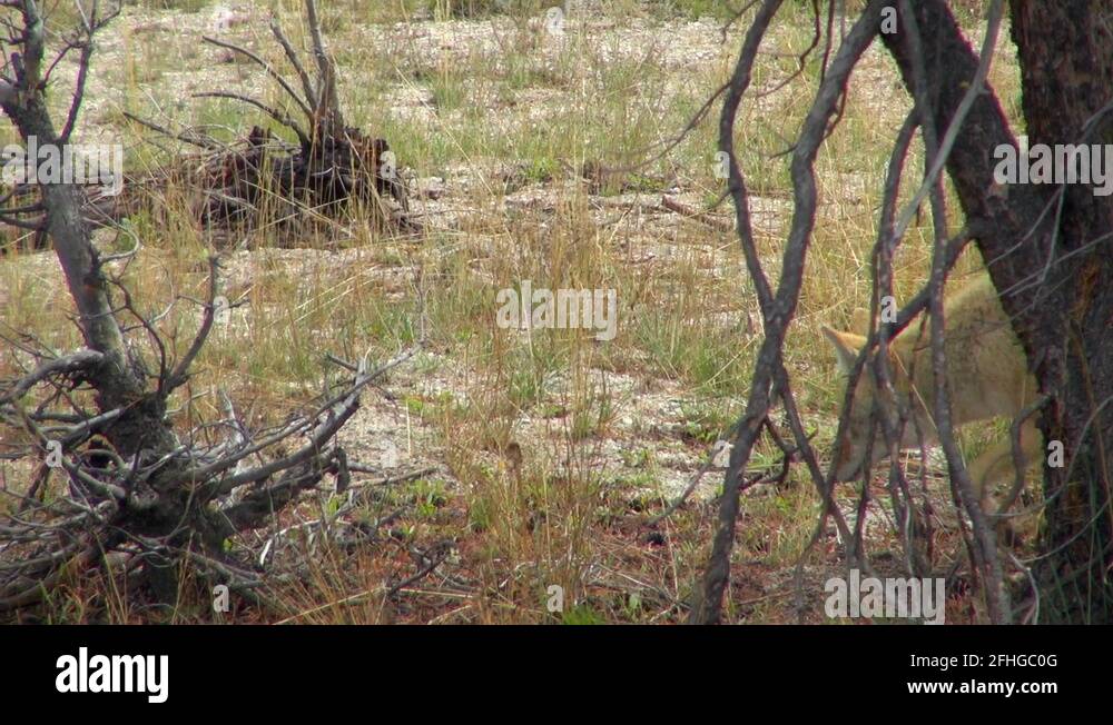 National food strategy Stock Videos & Footage - HD and 4K Video Clips ...