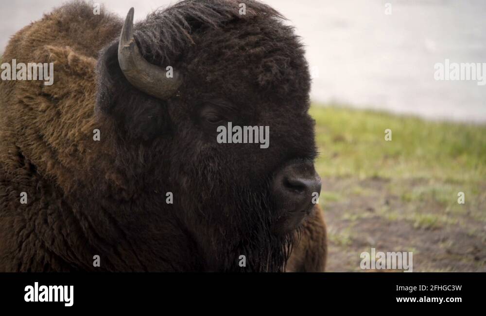 Buffalo sitting down Stock Videos & Footage - HD and 4K Video Clips - Alamy