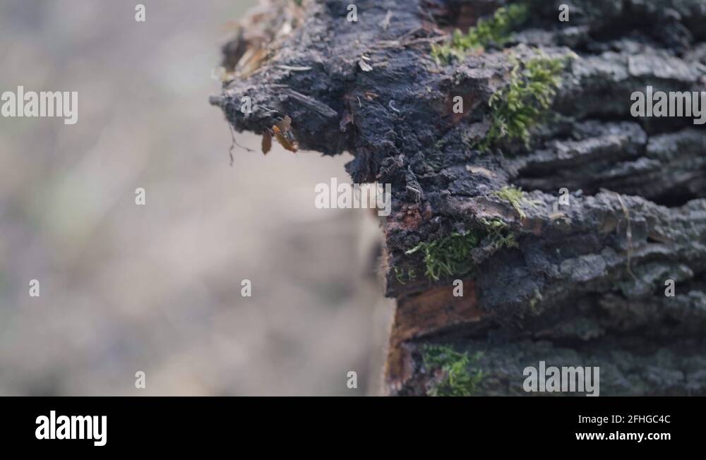 Dead insect insects Stock Videos & Footage - HD and 4K Video Clips - Alamy