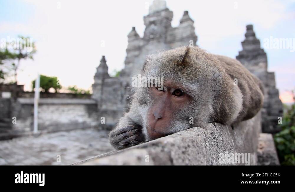 Animal teeth structure Stock Videos & Footage - HD and 4K Video Clips ...