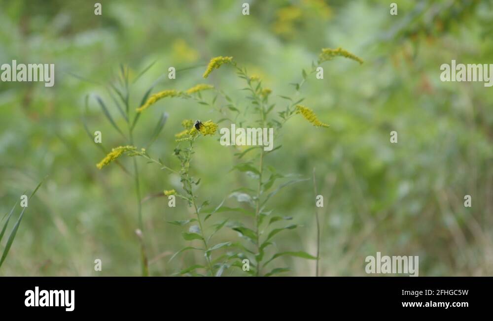 Nectar plants Stock Videos & Footage - HD and 4K Video Clips - Alamy