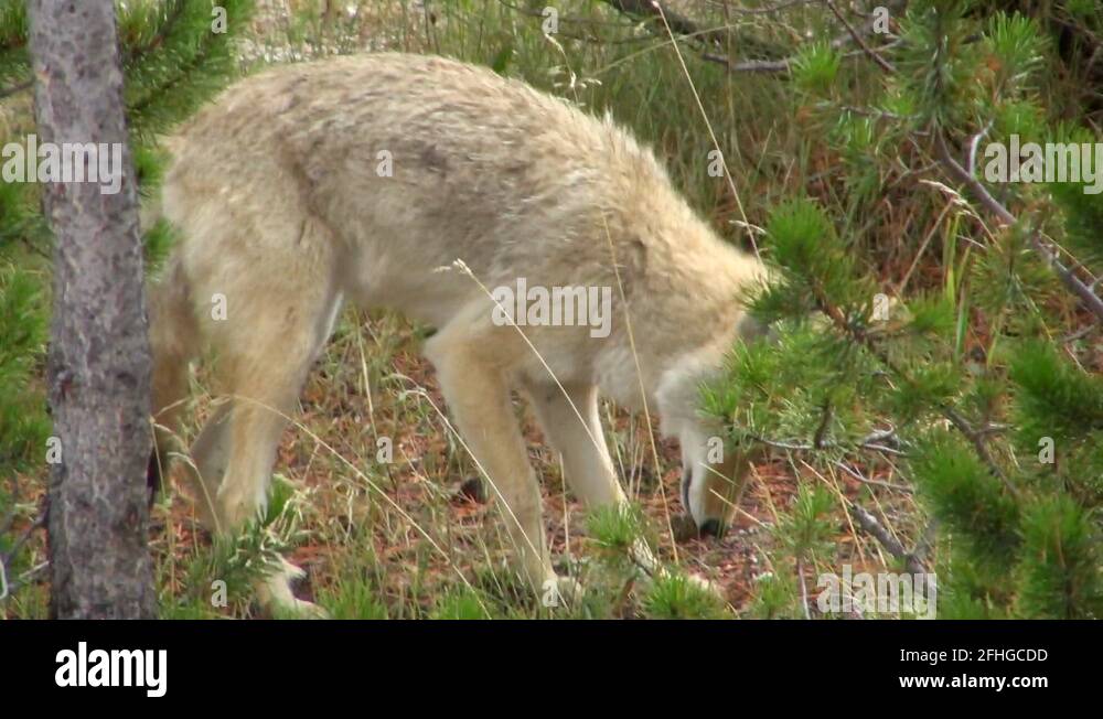 Close up coyote Stock Videos & Footage - HD and 4K Video Clips - Alamy
