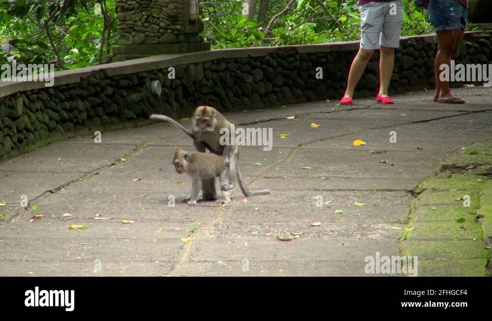 Monkeys mating Stock Videos & Footage - HD and 4K Video Clips - Alamy