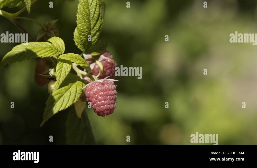 Rapsberry Stock Videos & Footage - HD and 4K Video Clips - Alamy
