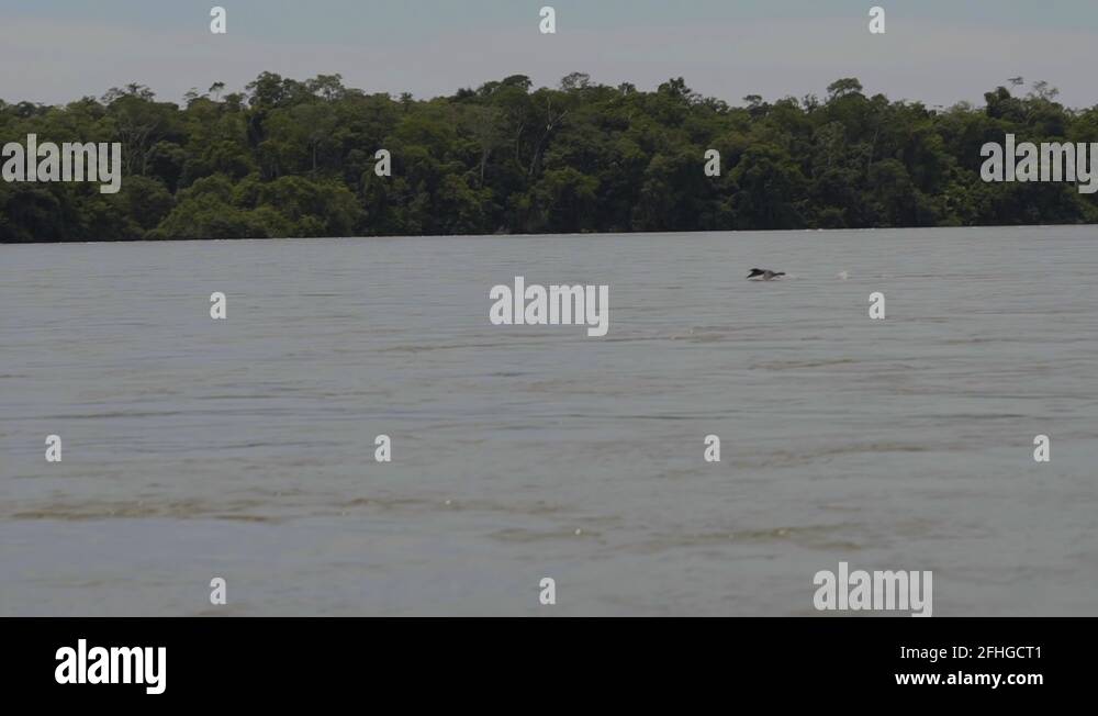 Bird flying along a massive river in the amazons, Brazil Stock Video ...