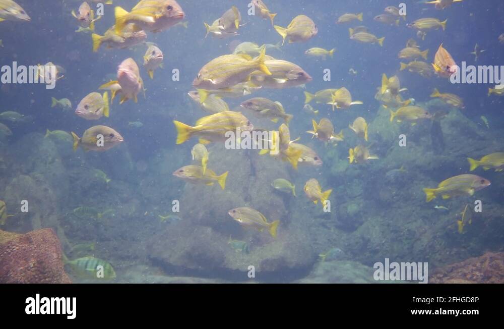 Fish swimming in the Aquariums of the famous SeaWorld Stock Video ...