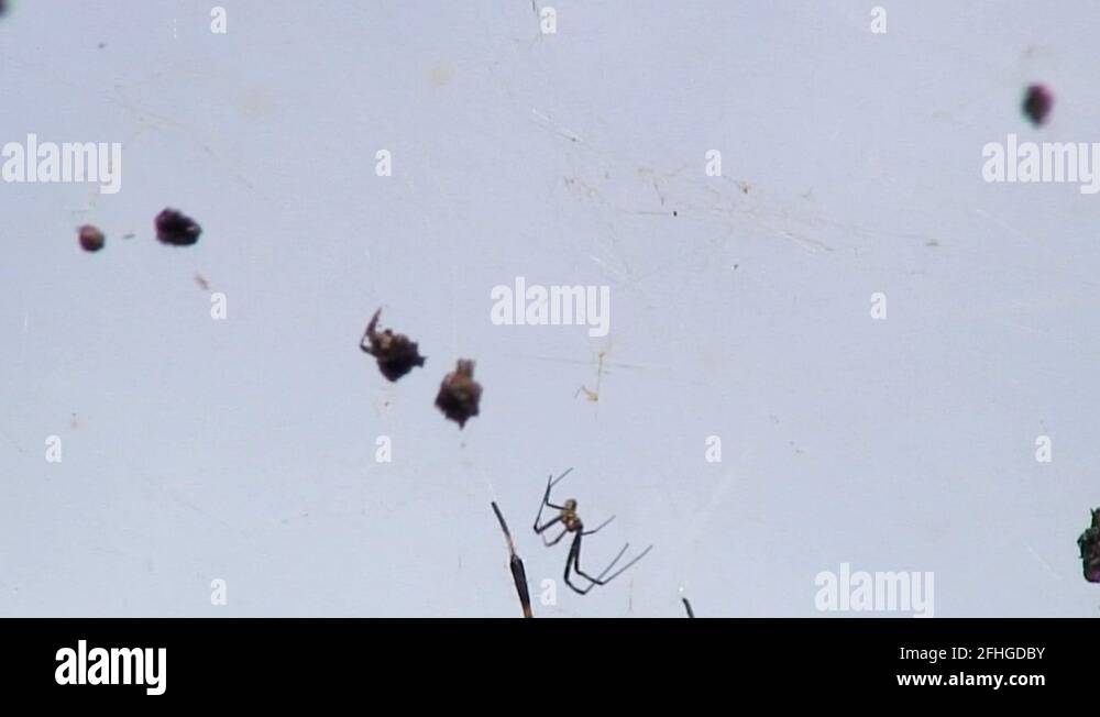 Mother and young spiders Stock Videos & Footage - HD and 4K Video Clips ...