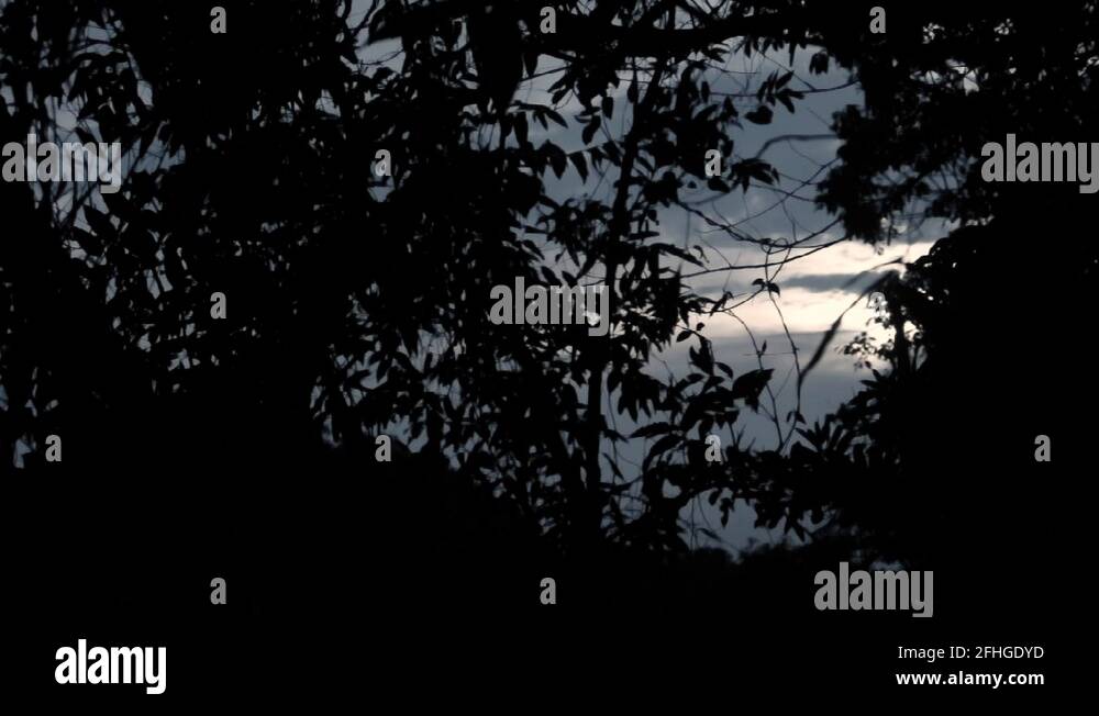 Tress silhouette Stock Videos & Footage - HD and 4K Video Clips - Alamy