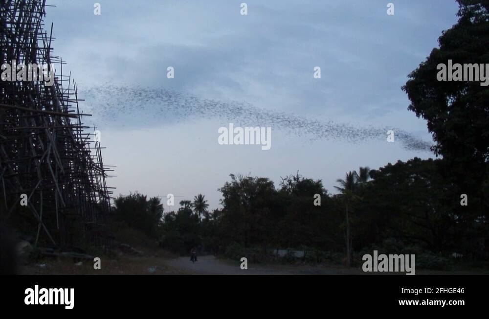 Birds forming tree Stock Videos & Footage - HD and 4K Video Clips - Alamy