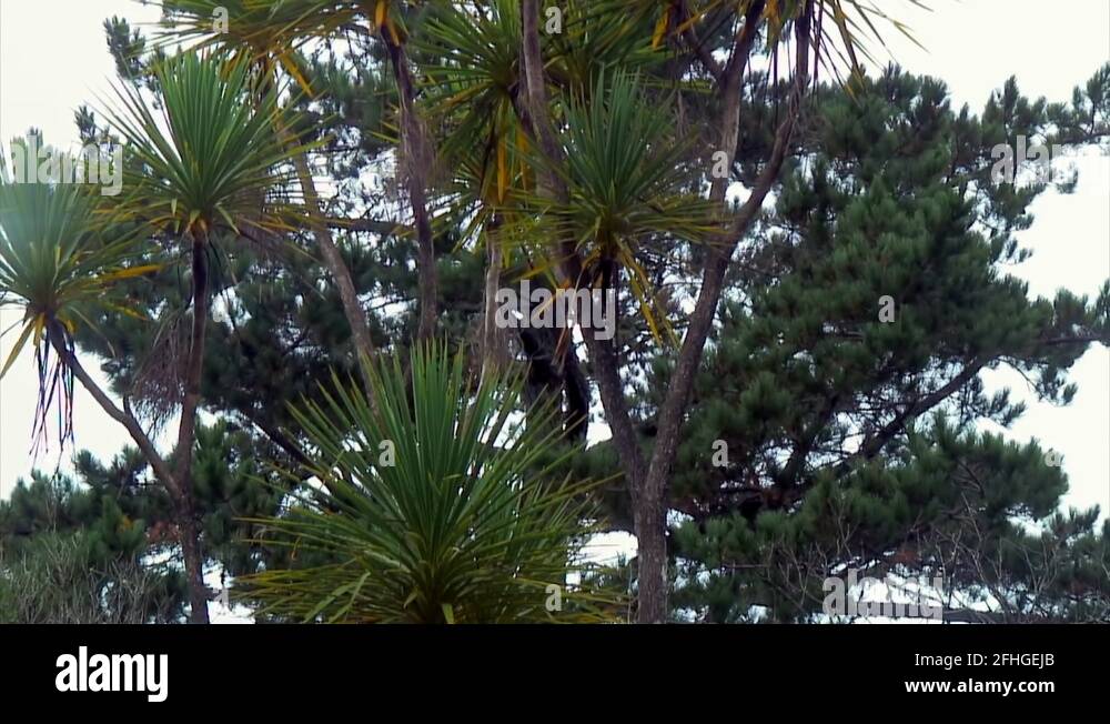 Buzzing with insects Stock Videos & Footage - HD and 4K Video Clips - Alamy