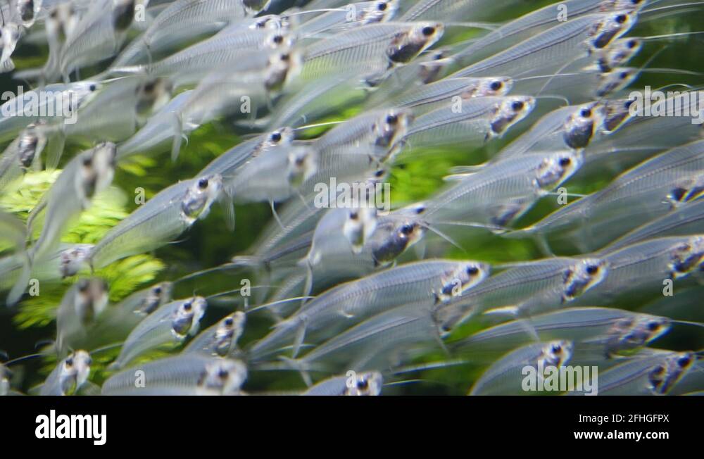See through fish Stock Videos & Footage - HD and 4K Video Clips - Alamy