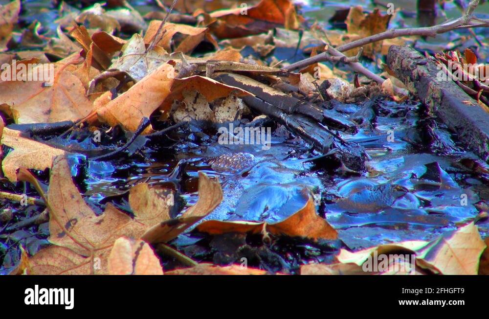 Wet shiny tar Stock Videos & Footage - HD and 4K Video Clips - Alamy