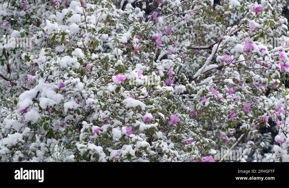 Snow flowers rhododendron Stock Videos & Footage - HD and 4K Video ...