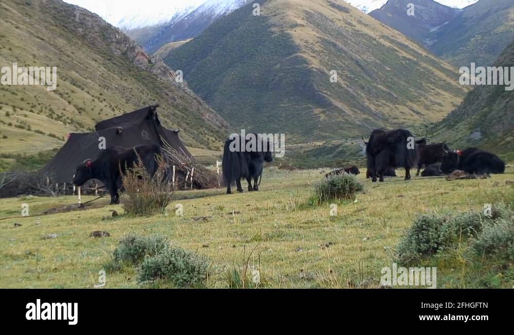 Nomadic farming Stock Videos & Footage - HD and 4K Video Clips - Alamy