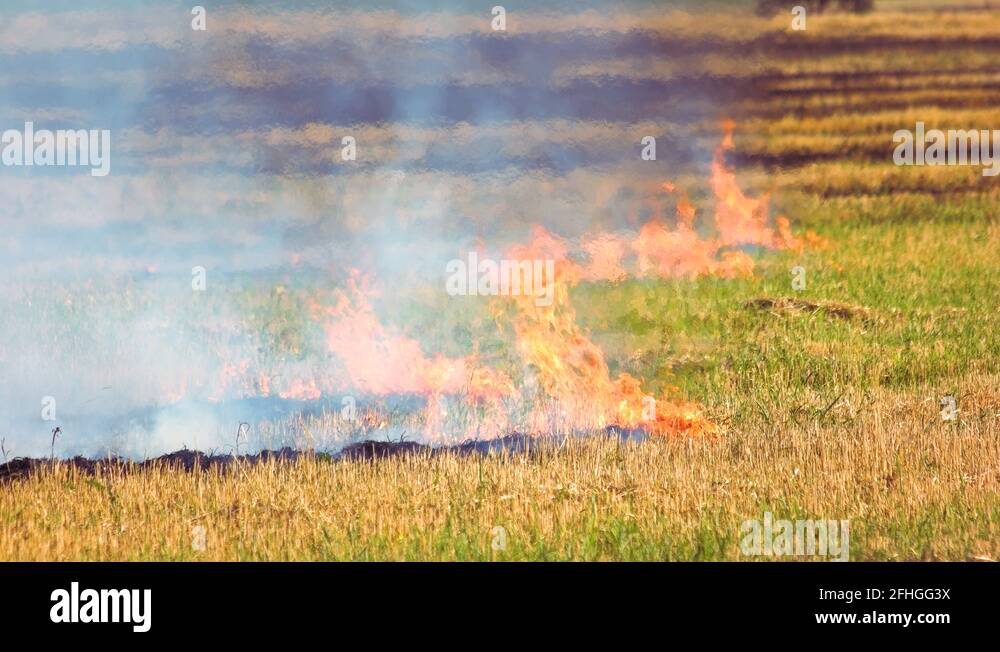 Ripe grass Stock Videos & Footage - HD and 4K Video Clips - Alamy