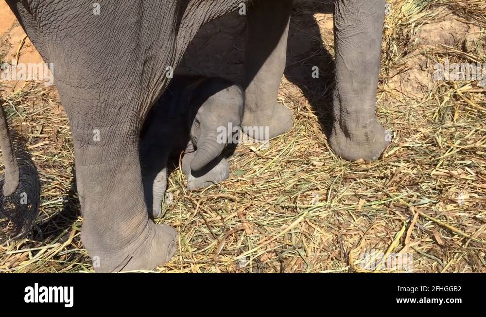 Elephant baby Stock Videos & Footage - HD and 4K Video Clips - Alamy