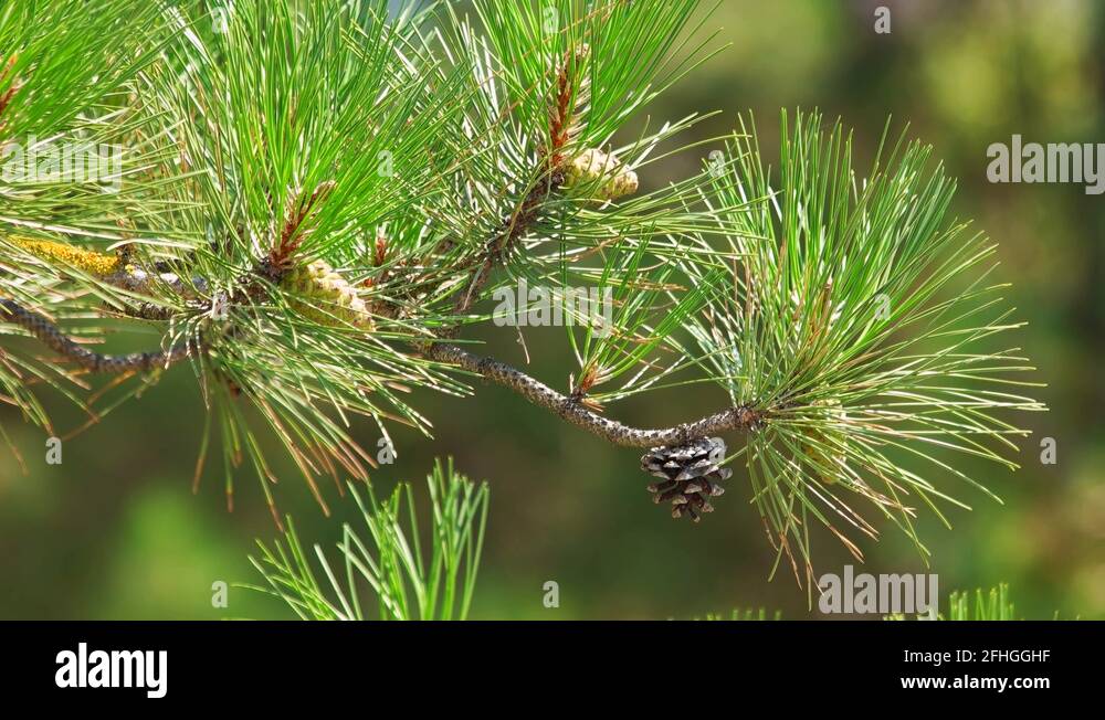 Pitch pine trees Stock Videos & Footage - HD and 4K Video Clips - Alamy