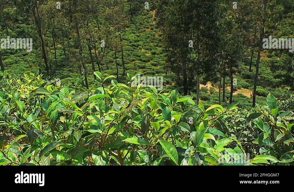 Asia asian plant plants plantation tea trees Stock Videos & Footage ...