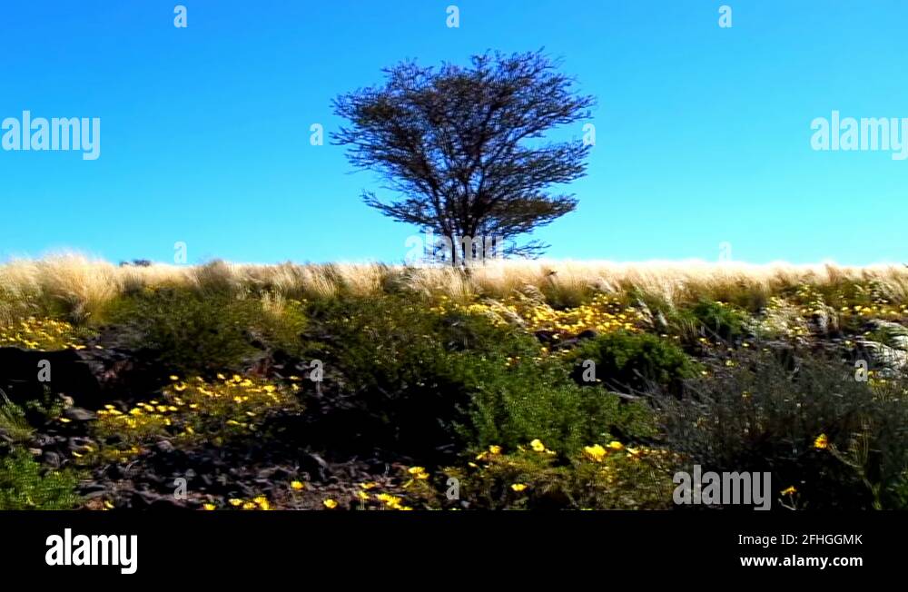 Wild flowers of namibia Stock Videos & Footage - HD and 4K Video Clips ...