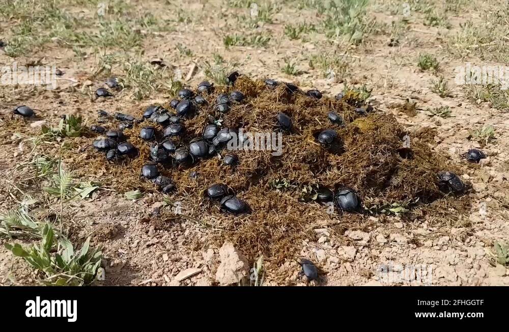 Scarabaeus Stock Videos & Footage - HD and 4K Video Clips - Alamy