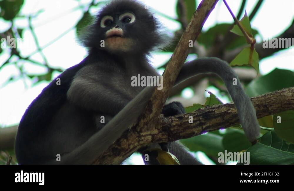 Monkey with long tail Stock Videos & Footage - HD and 4K Video Clips ...