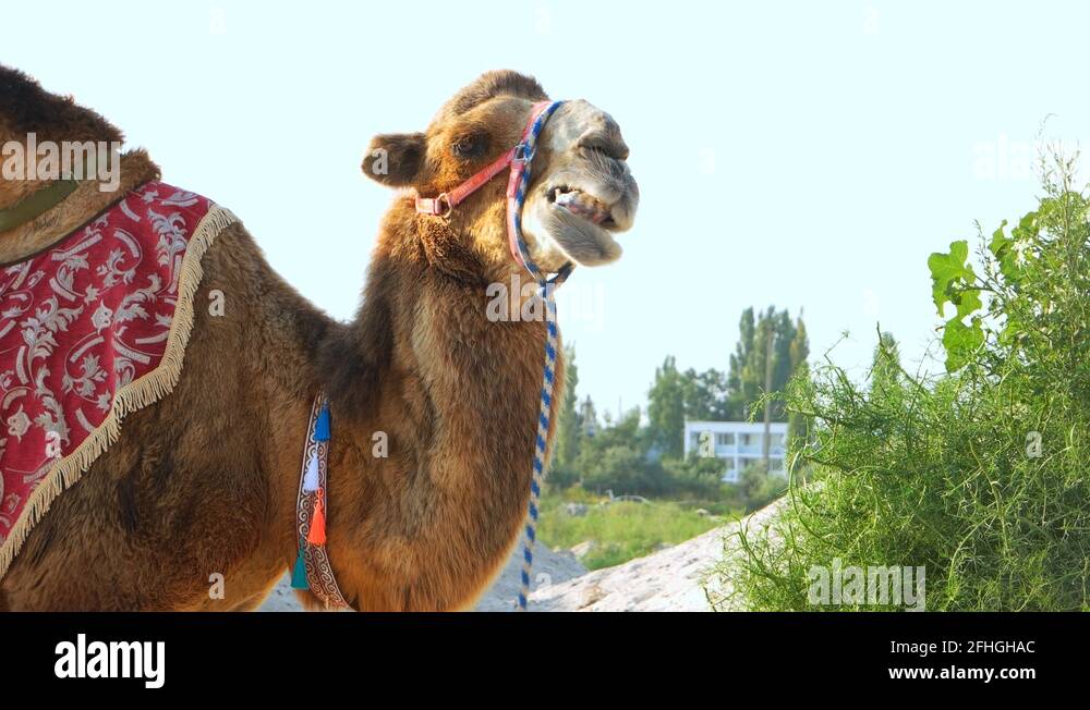 Camel grass Stock Videos & Footage - HD and 4K Video Clips - Alamy