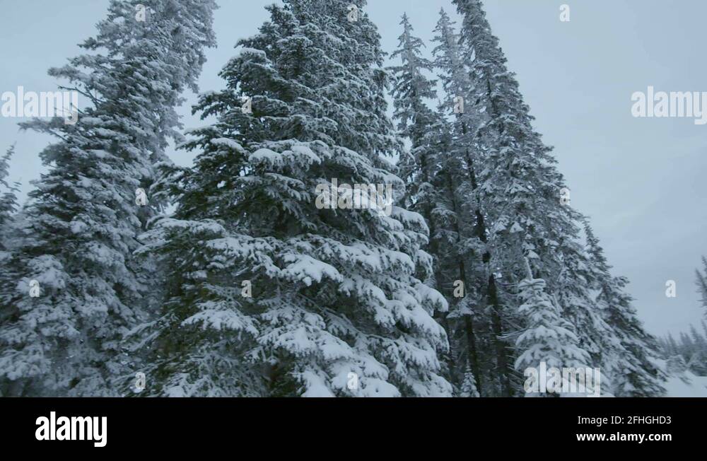 Snow covered trees in a forest Stock Videos & Footage - HD and 4K Video ...