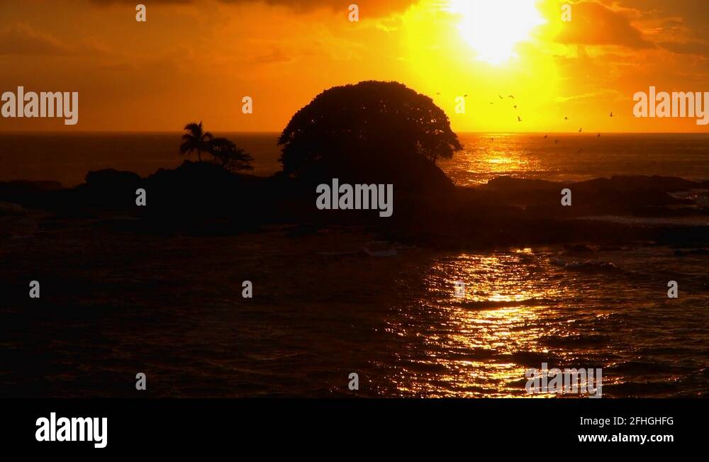 Silhouette of birds Stock Videos & Footage - HD and 4K Video Clips - Alamy