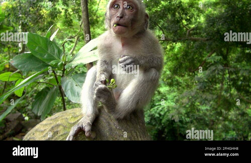 Monkey eating fruits Stock Videos & Footage - HD and 4K Video Clips - Alamy