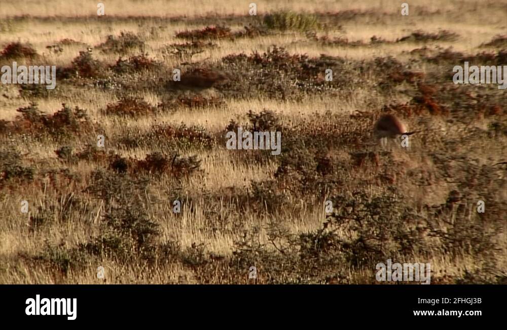 Springbok Bouncing In and Out of Frame, Africa Stock Video Footage - Alamy