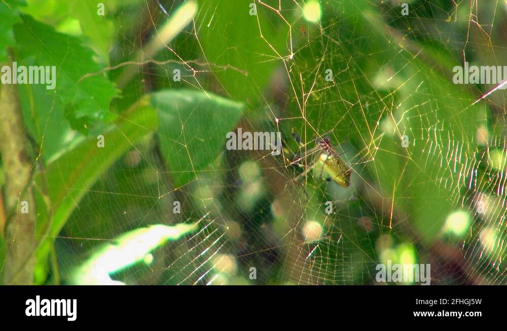 Tiger spider animal Stock Videos & Footage - HD and 4K Video Clips - Alamy