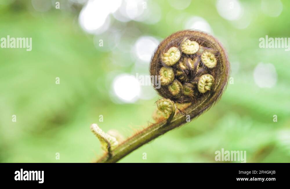 Silver fern koru Stock Videos & Footage - HD and 4K Video Clips - Alamy