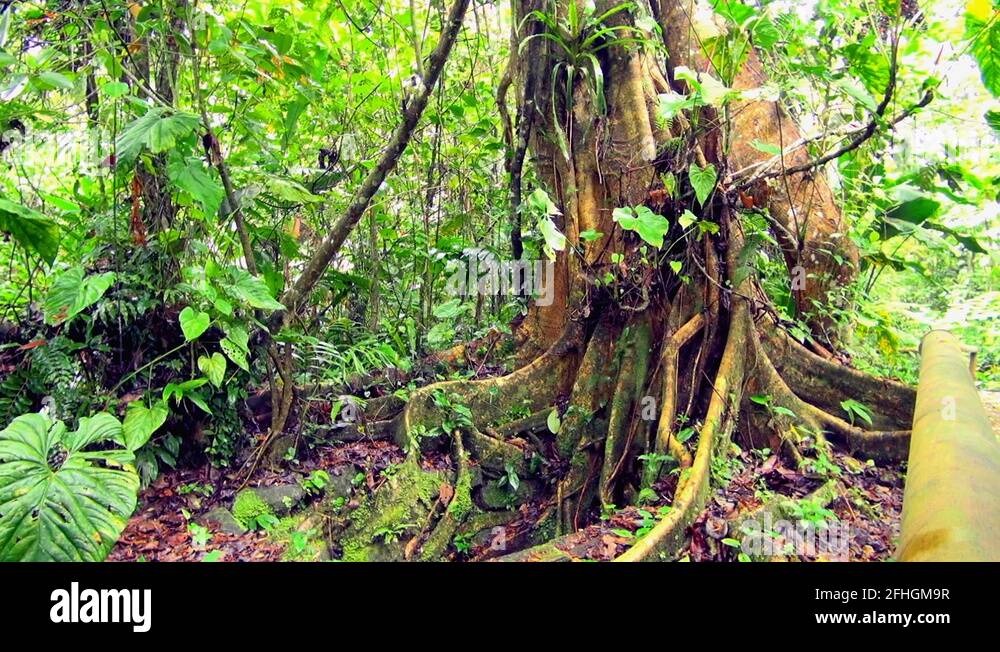 Costa rica rainforest biome Stock Videos & Footage - HD and 4K Video ...