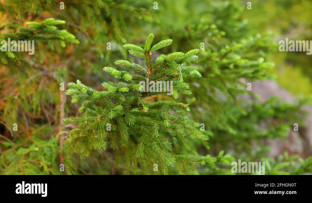 Travellings and pannings of various boreal trees in a forest, at sunset ...